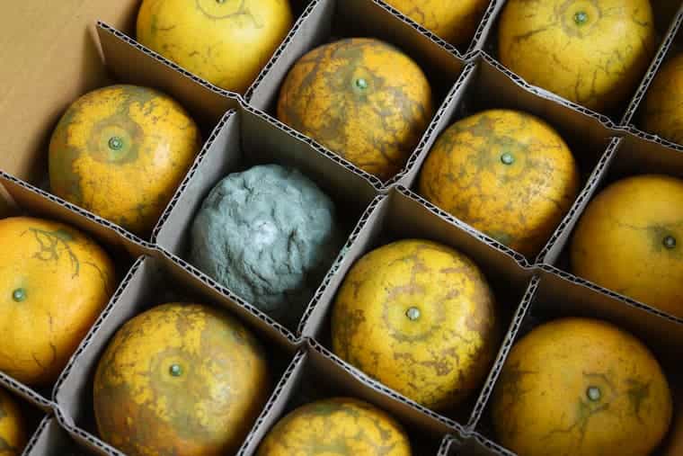 What Is Microbiological Contamination of Food & How to Control ...